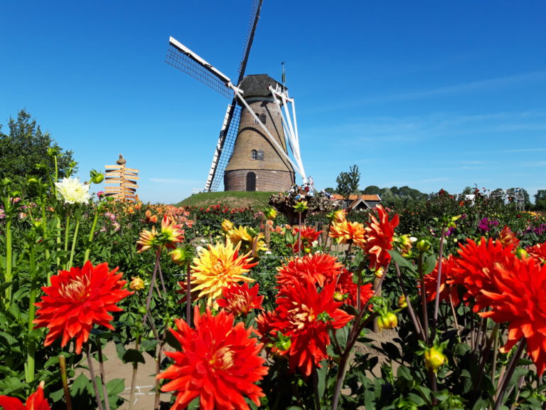 Verlichte dahliatuin in Rekken