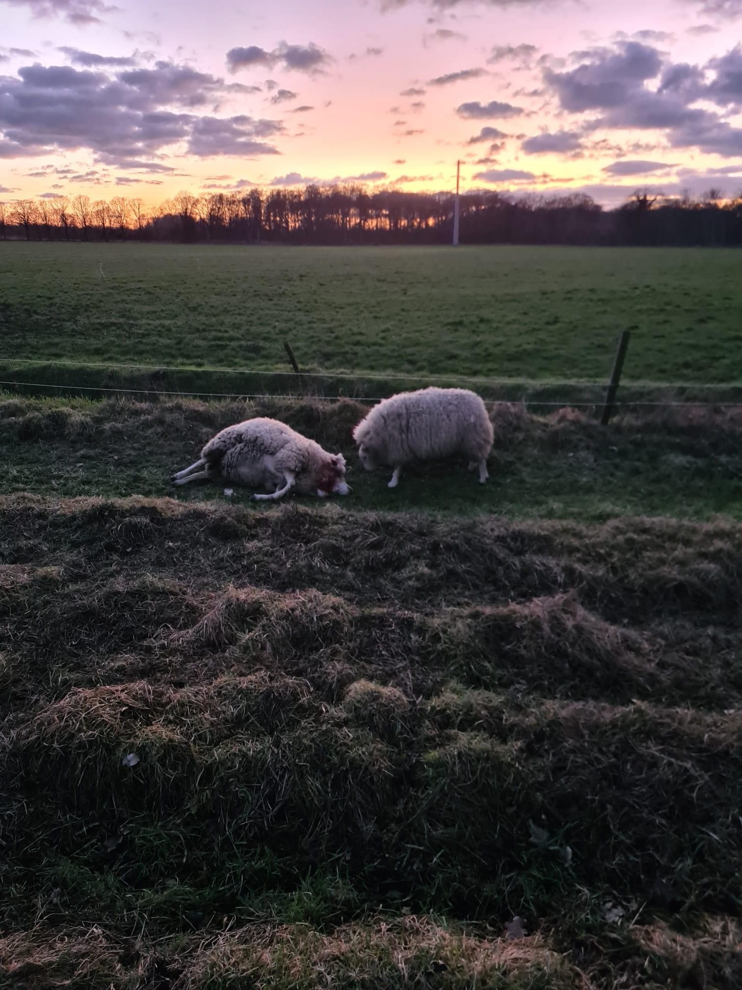 Wolf bijt schaap dood in Eibergen