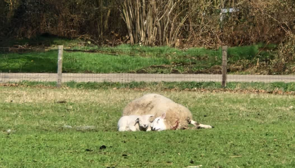 Wolf bijt schaap dood, lammetje blijft moederziel alleen achter