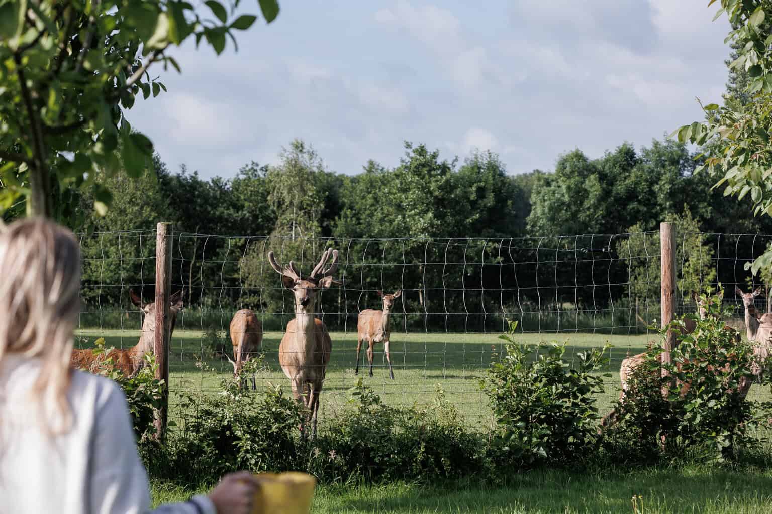 Open dag bij de Lavei in Geesteren: aftrap van het wildseizoen en ...