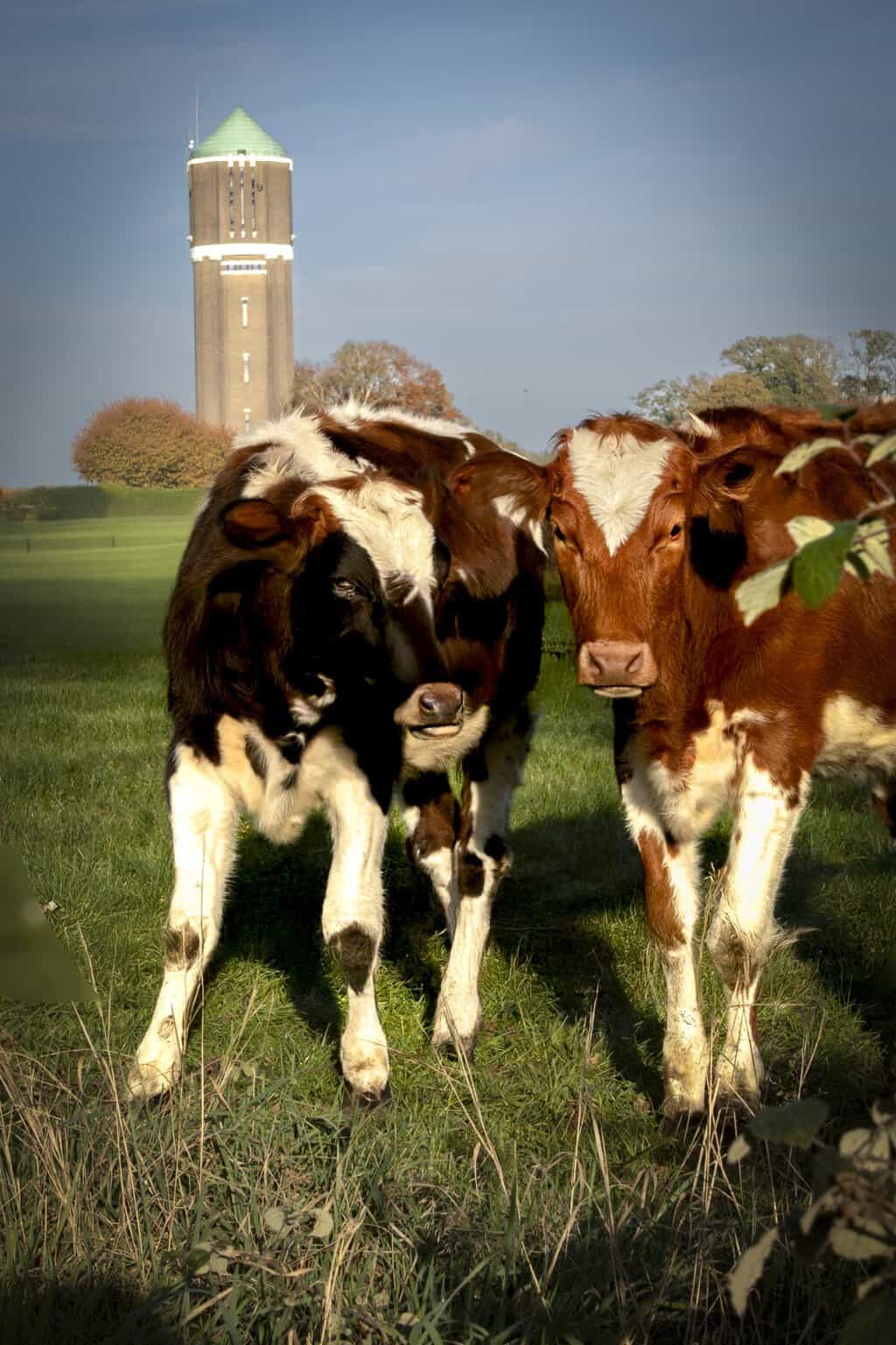 Sandra Oevering met foto op voorpagina november editie Nieuws uit ...