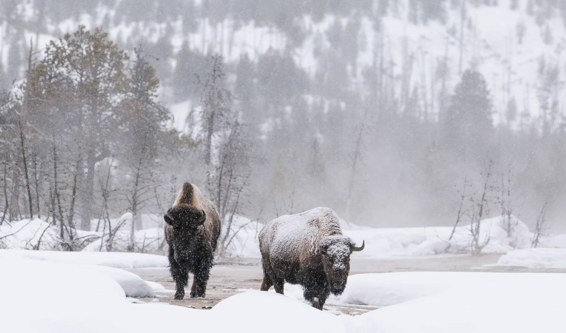 Lezing Witte Winter van natuur-fotograaf Fred van Wijk in Kulturhus ...