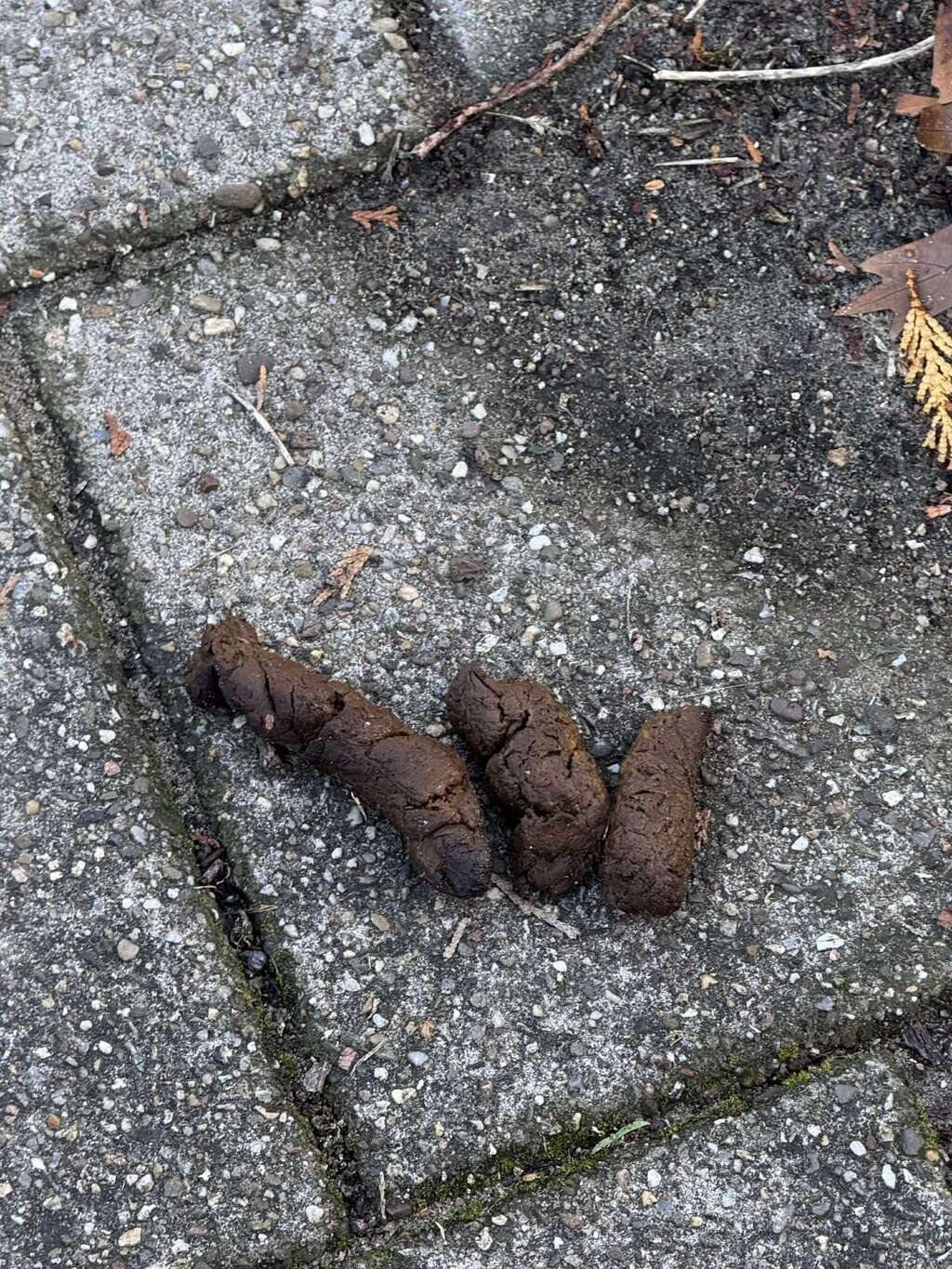 Oproep aan hondenbezitters in Neede om poep op te ruimen