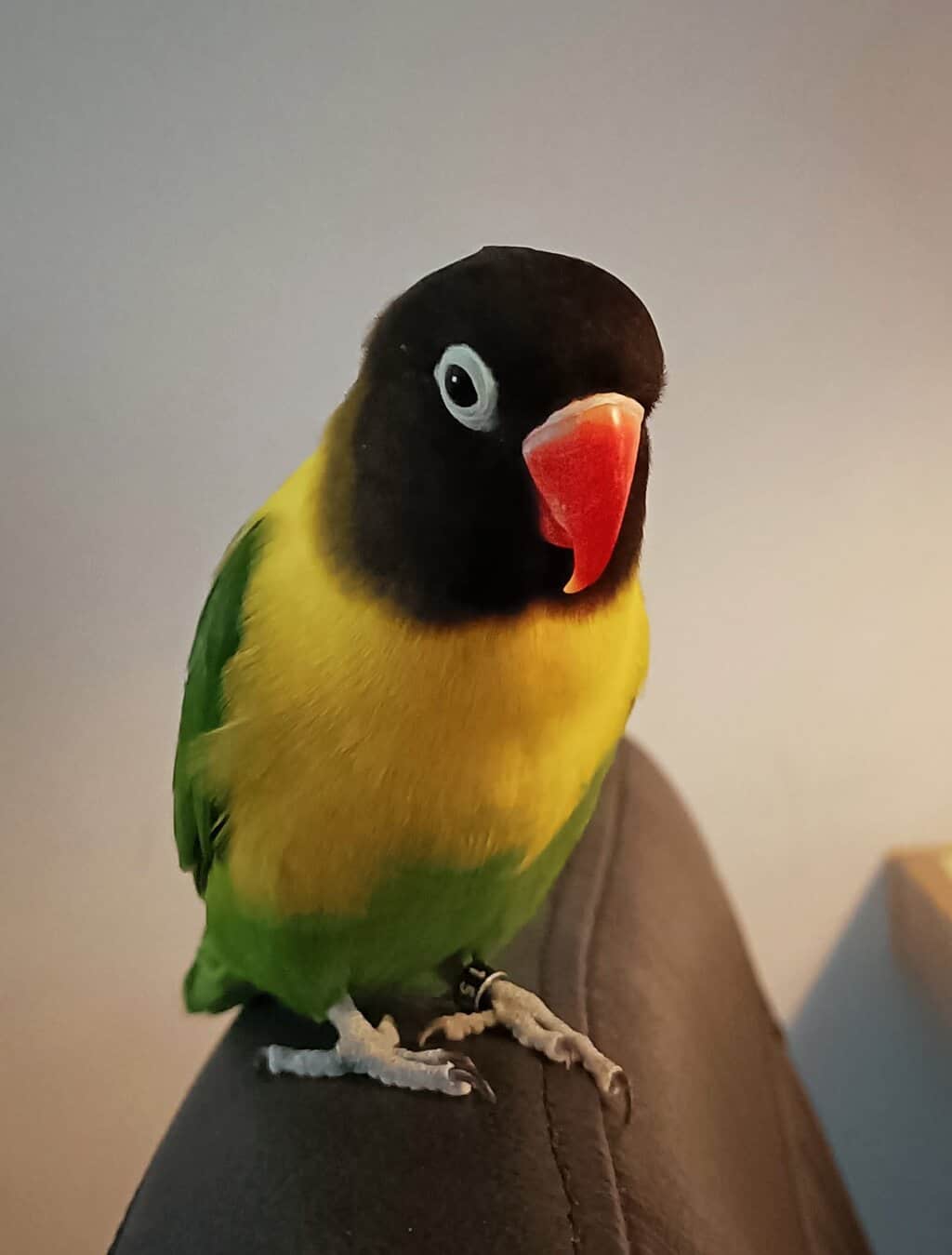 Vermist: Groen/geel gekleurde agapornis Binkie ontsnapt in Eibergen